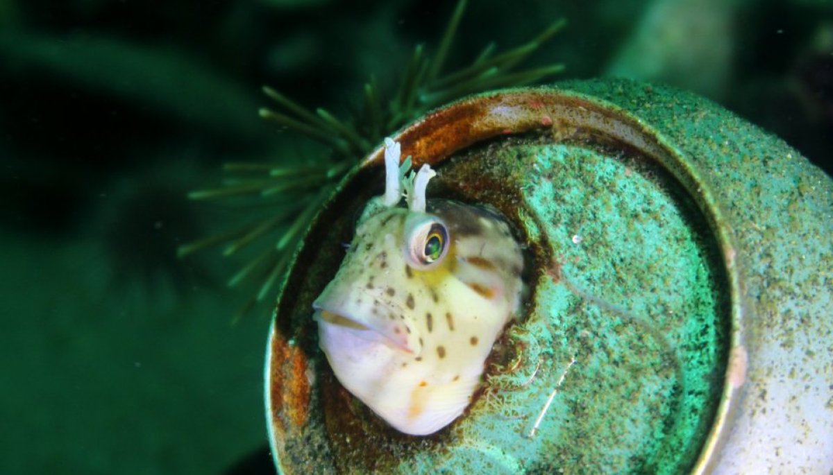 Balmaceda Arte Joven e IFOP buscan promover la conservación del ...