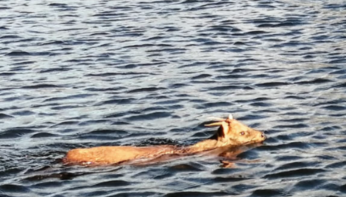 Video: Pudú sorprende al cruzar nadando el río Chepu en Chiloé ...